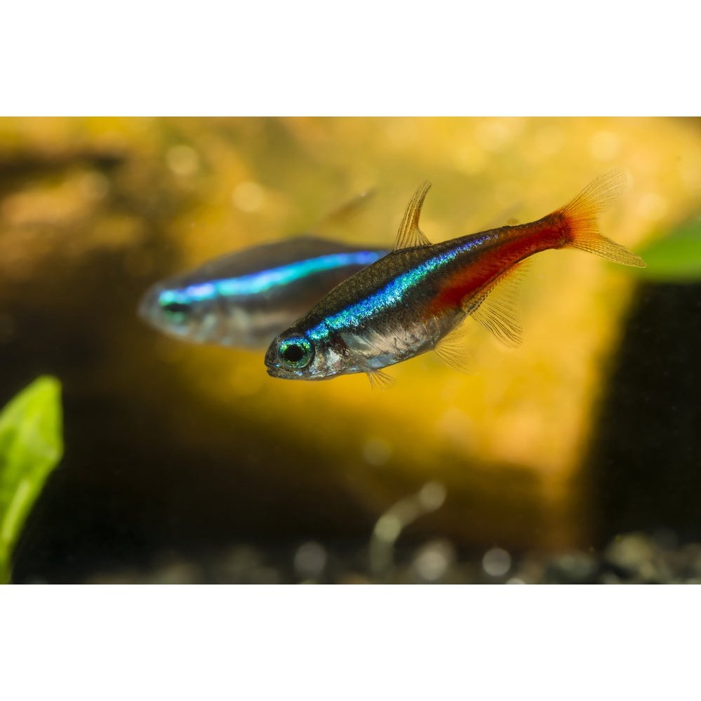 Pesti Tetra – specii colorate pentru acvarii comunitare – endler.ro