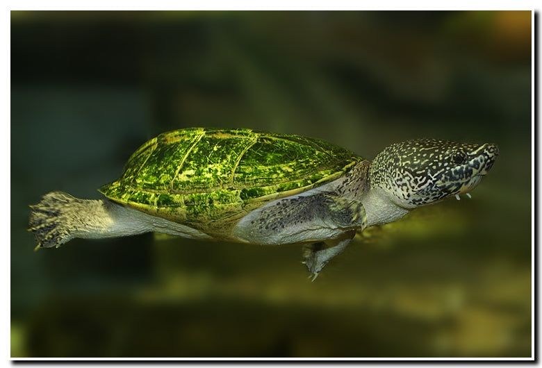 Staurotypus Triporcatus (M) – endler